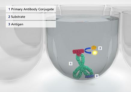 5 Types Of Elisathe Differences And Principle Explained An