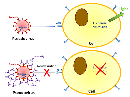 Neutralization Assay